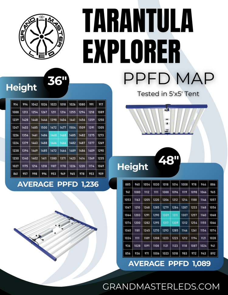 Tarantula Explorer – Grand Master LEDs USA